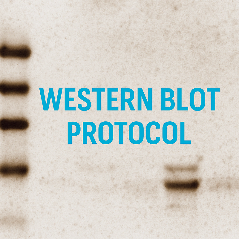 Stepwise Western Blot Protocol for Lab Researchers – AstorScientific
