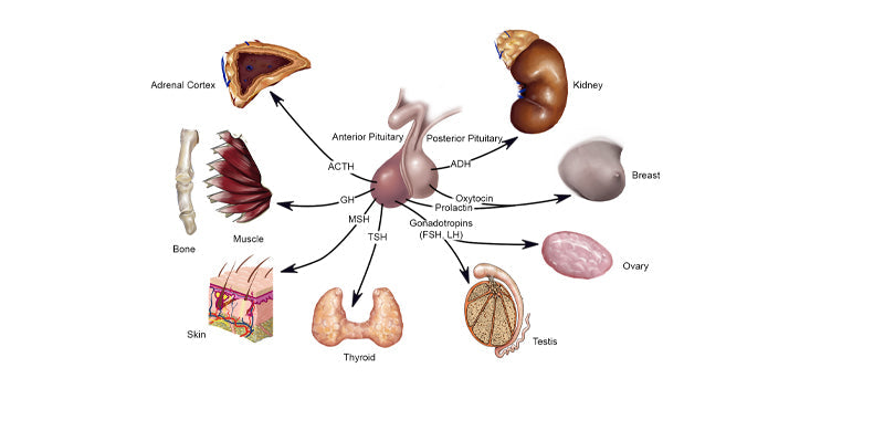 Bovine Pituitary Extract, 10mg/ml in PBS – AstorScientific